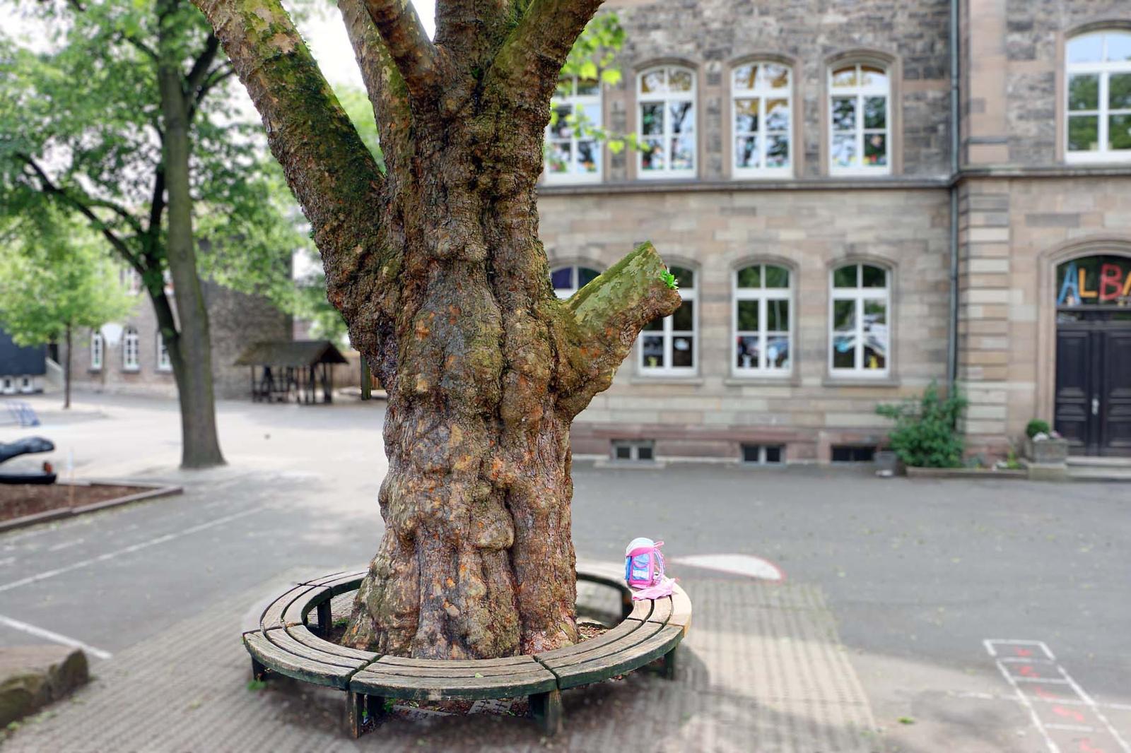 Are bumps an indicator of decay in London plane trees? - Tree Tomography