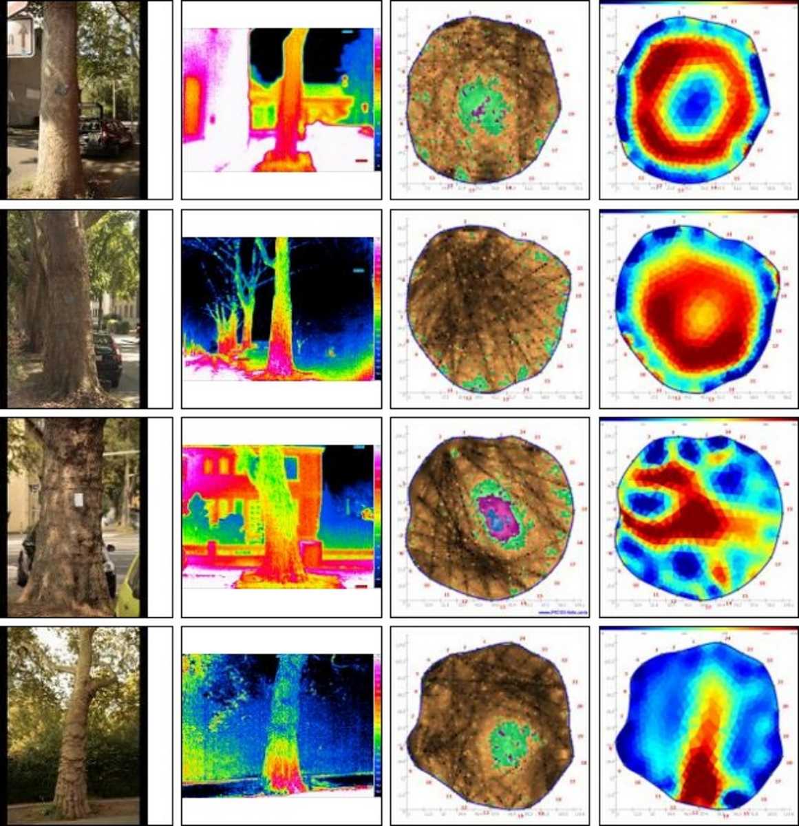 Are bumps an indicator of decay in London plane trees? - Tree Tomography